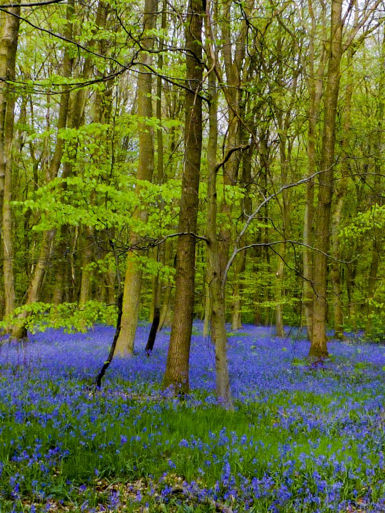 L'écrin vert rouennais - Parcours Européens à Rouen.